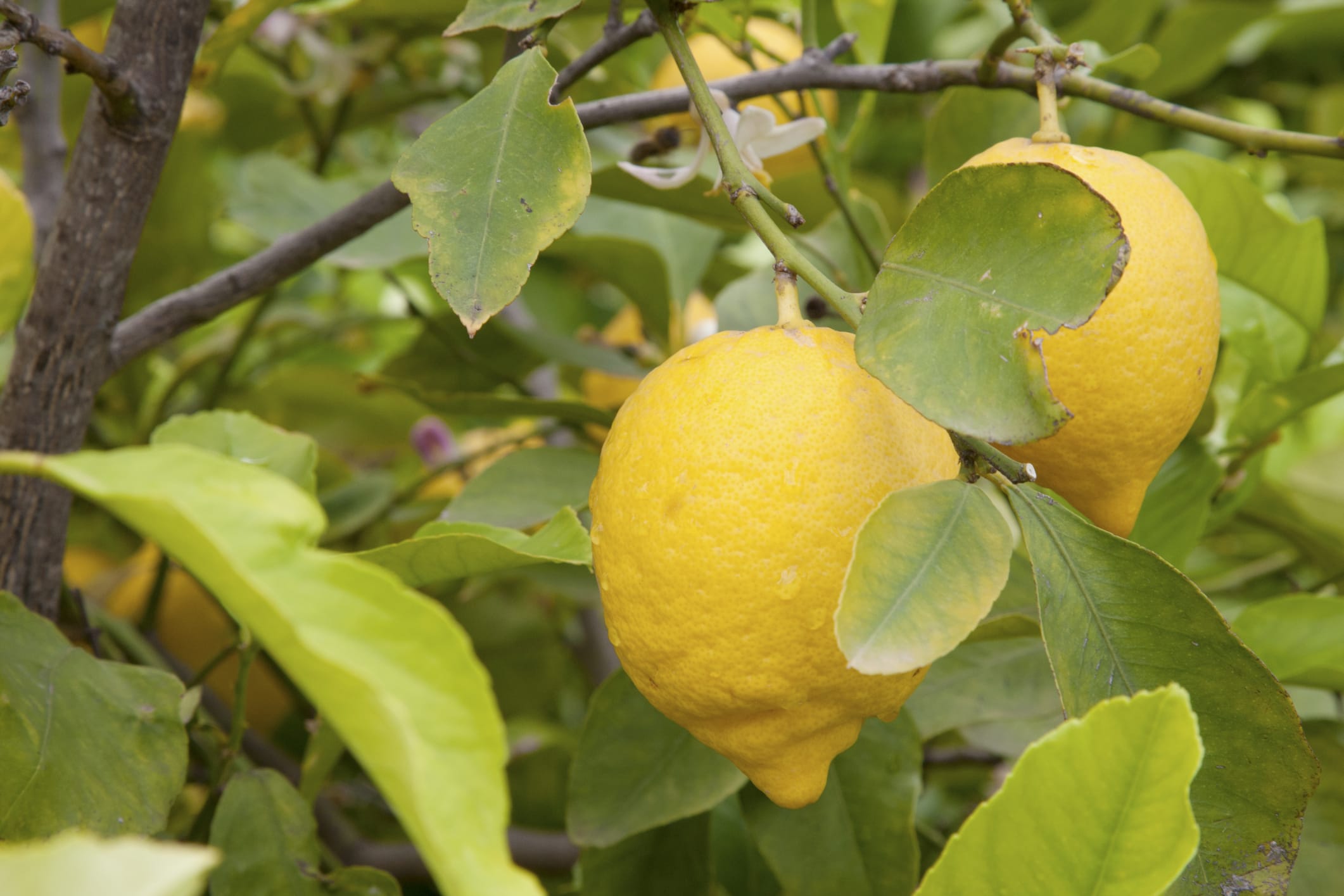 I limoni e le storie – MATITAECIELO
